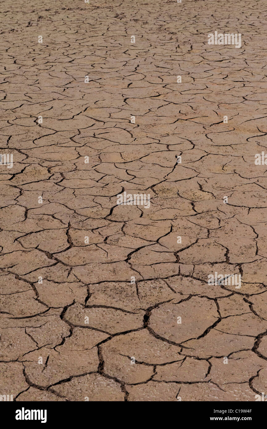 Dried lake bed, Thekkady, Periyar National Park, Kerala, India Stock ...
