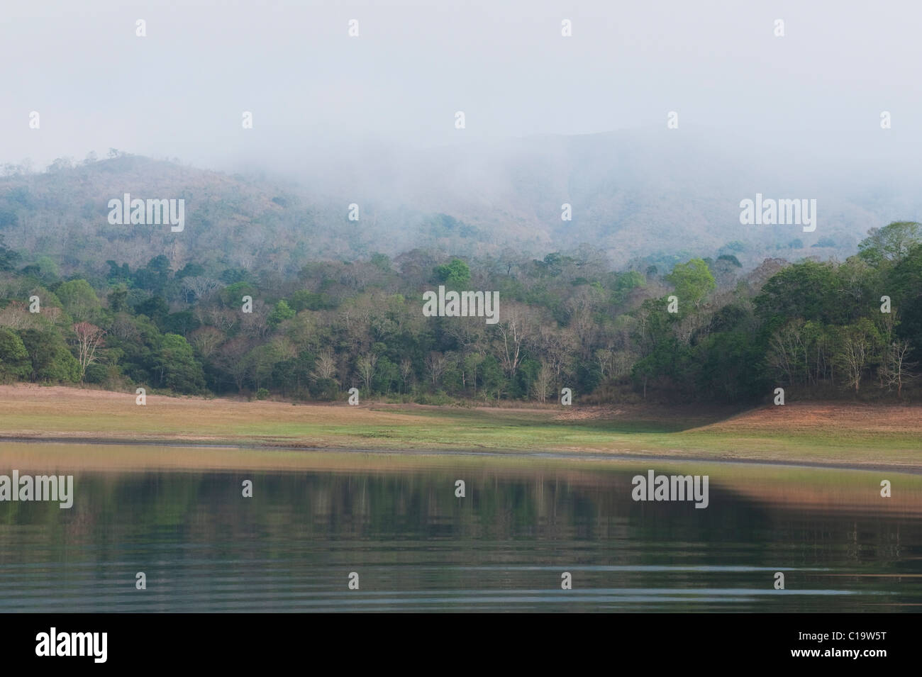 Trees in a forest, Thekkady Lake, Thekkady, Periyar National Park ...
