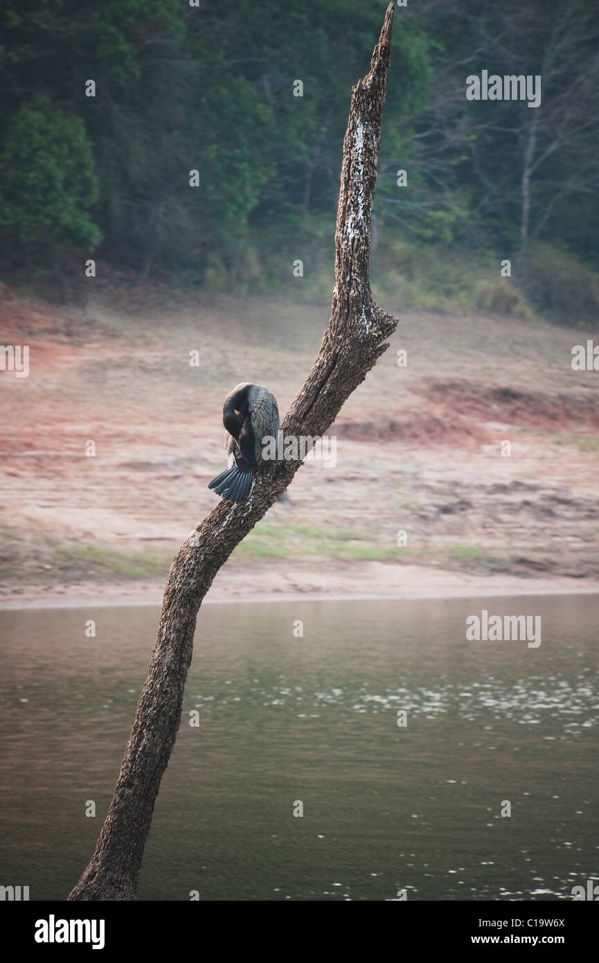 National bird of kerala hi-res stock photography and images - Alamy