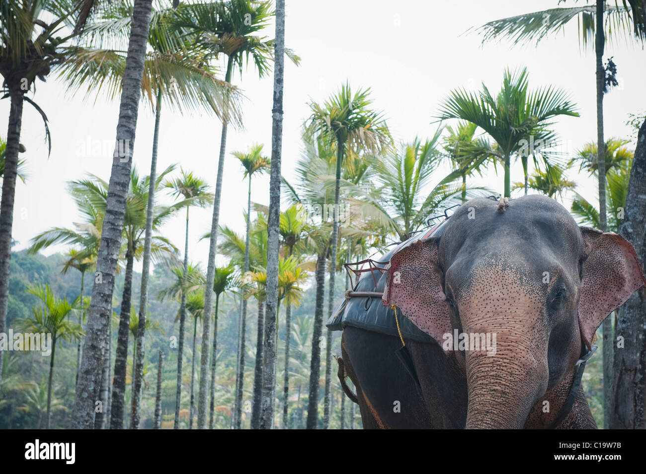 Wild animals in kerala hi-res stock photography and images - Alamy