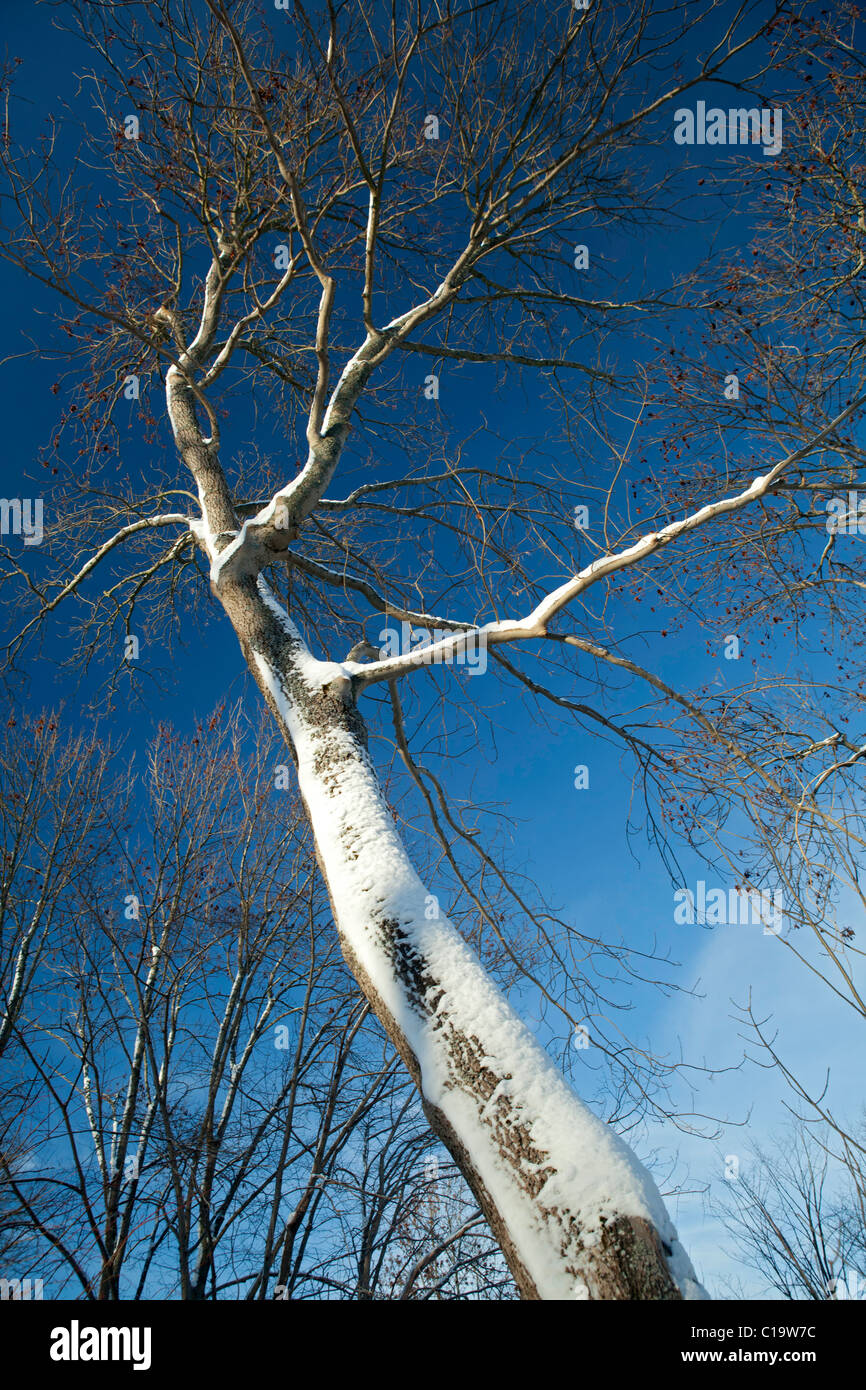 Vibrant winter sky with snow cover tree in the foreground Stock Photo ...