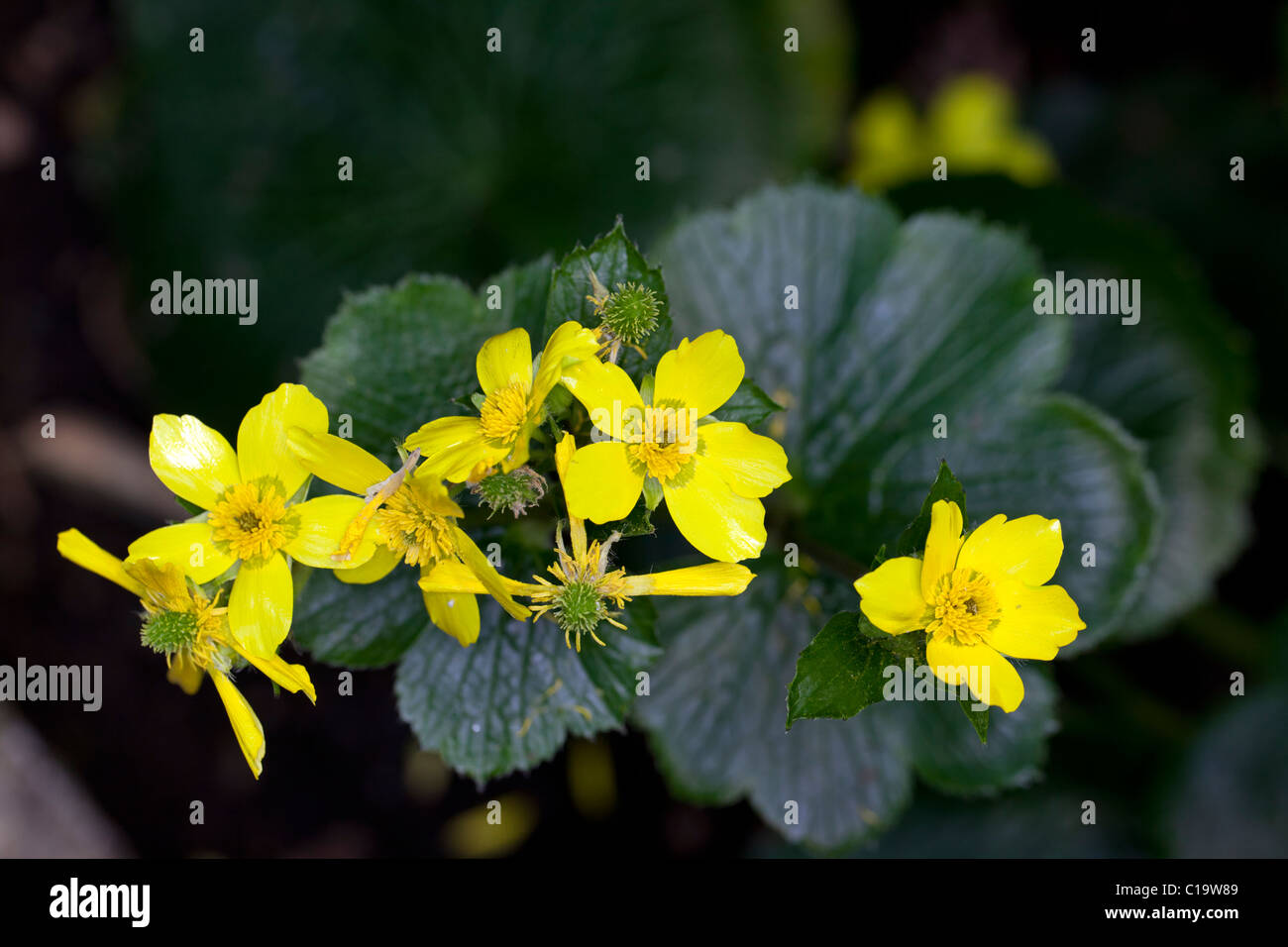 Native plant of madeira hi-res stock photography and images - Alamy