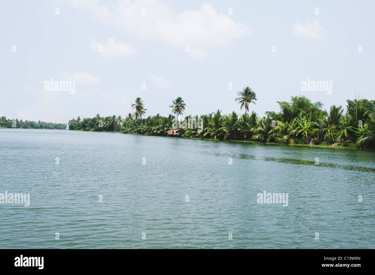 Trees on the coast, Kerala Backwaters, Alleppey, Alappuzha District ...