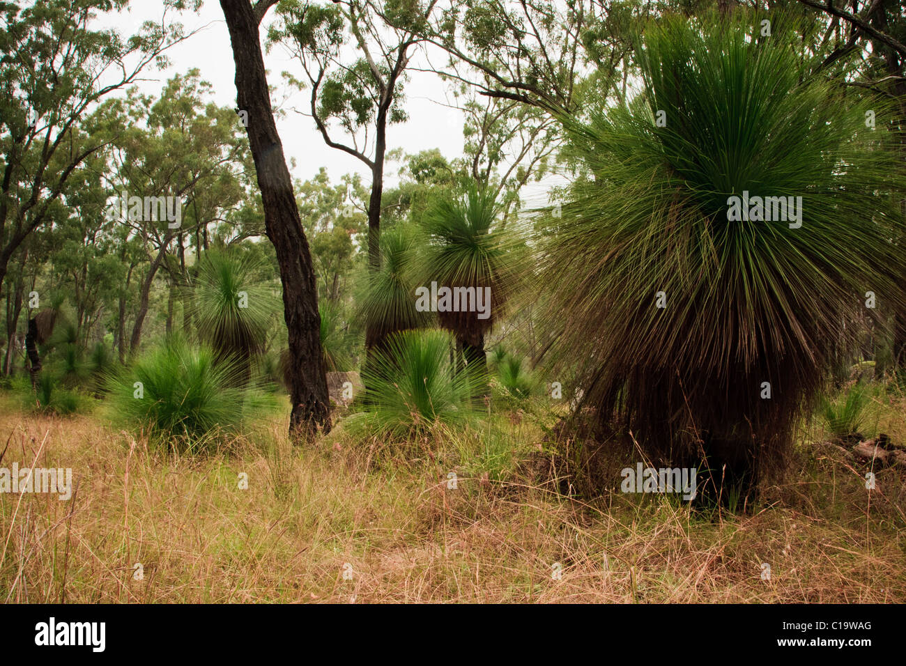 Maidenwell queensland hi-res stock photography and images - Alamy