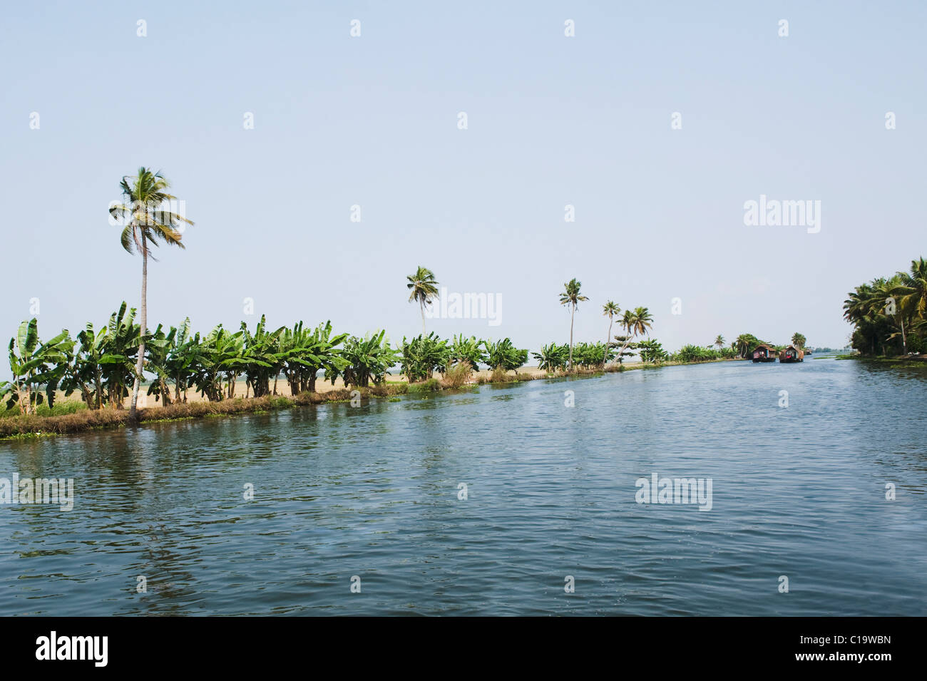 Trees along a lagoon, Kerala Backwaters, Alleppey, Alappuzha District ...