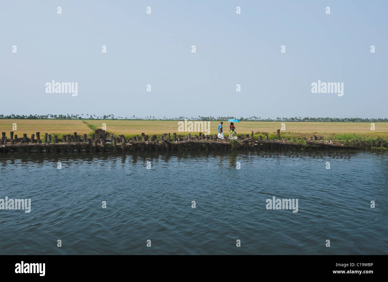 Two farmers standing in a field, Kerala Backwaters, Alleppey, Alappuzha ...