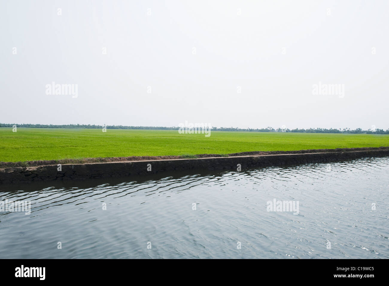 Field near a lagoon, Kerala Backwaters, Alleppey, Alappuzha District ...