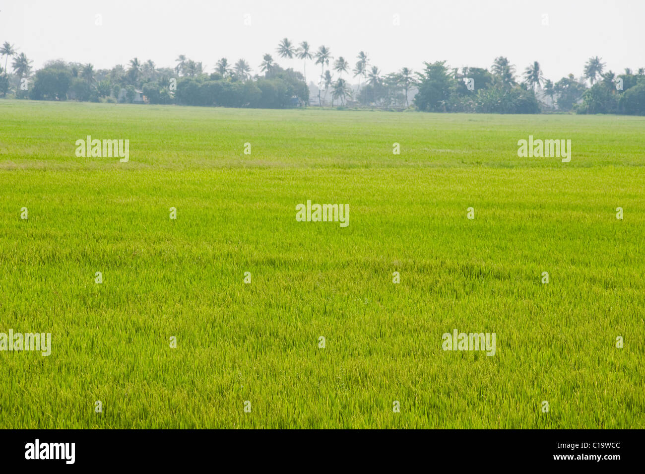 Trees in a field, Alleppey, Alappuzha District, Kerala, India Stock ...