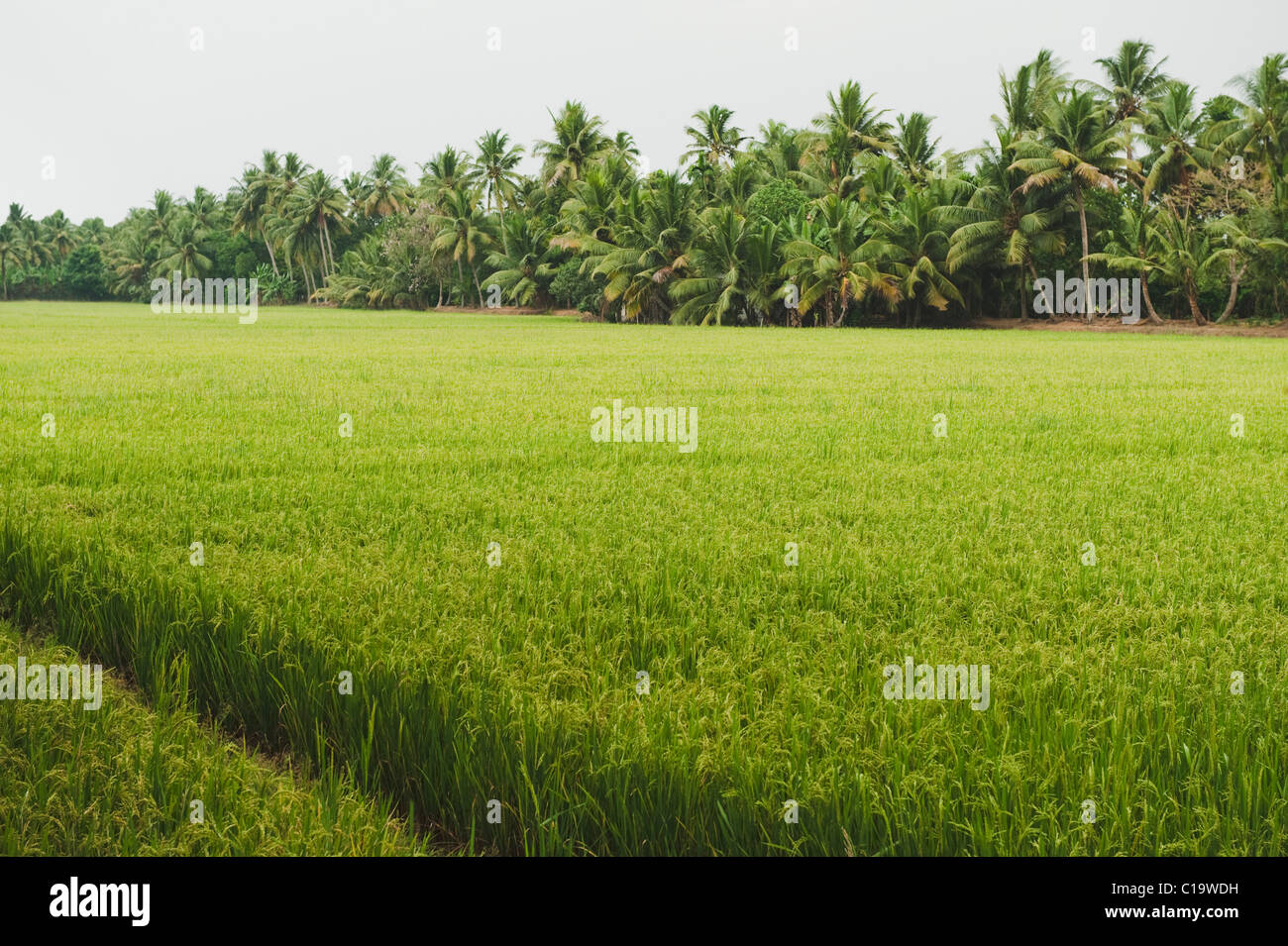Crop in a field, Alleppey, Alappuzha District, Kerala, India Stock ...