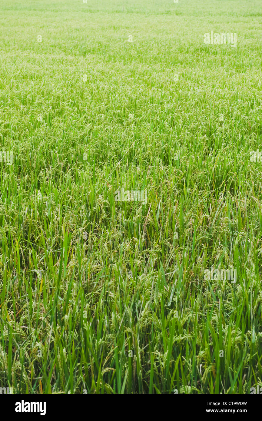Crop in a field, Alleppey, Alappuzha District, Kerala, India Stock ...