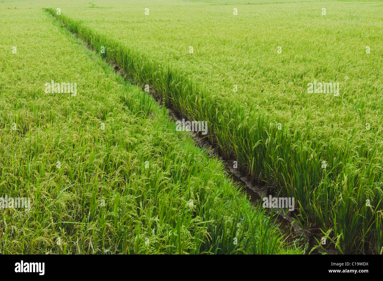 Crop in a field, Alleppey, Alappuzha District, Kerala, India Stock ...