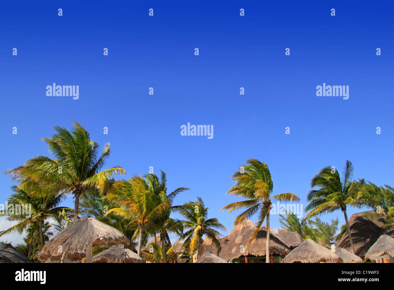 Mayan riviera tropical sunroof palapa hut coconut palm trees blue sky ...