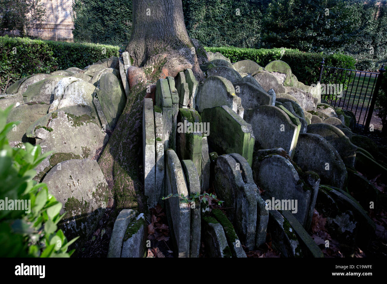 Hardy tree st pancras old church hi-res stock photography and images ...