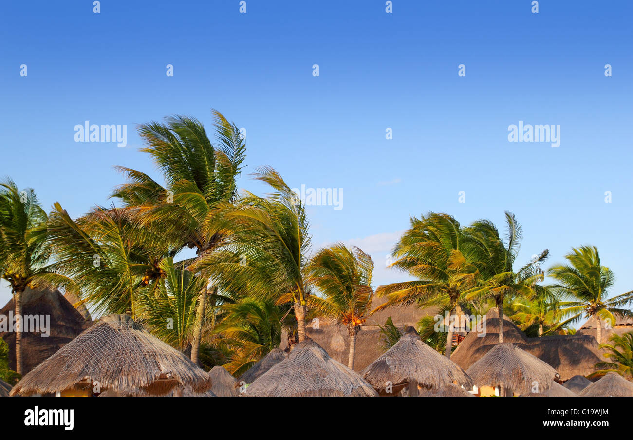 Mayan riviera tropical sunroof palapa hut coconut palm trees blue sky ...