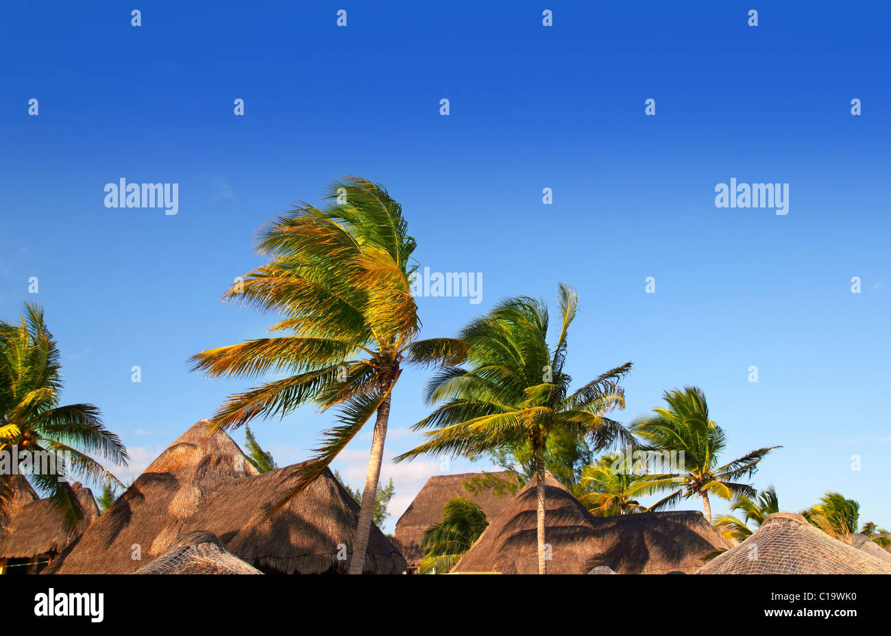 Mayan riviera tropical sunroof palapa hut coconut palm trees blue sky ...