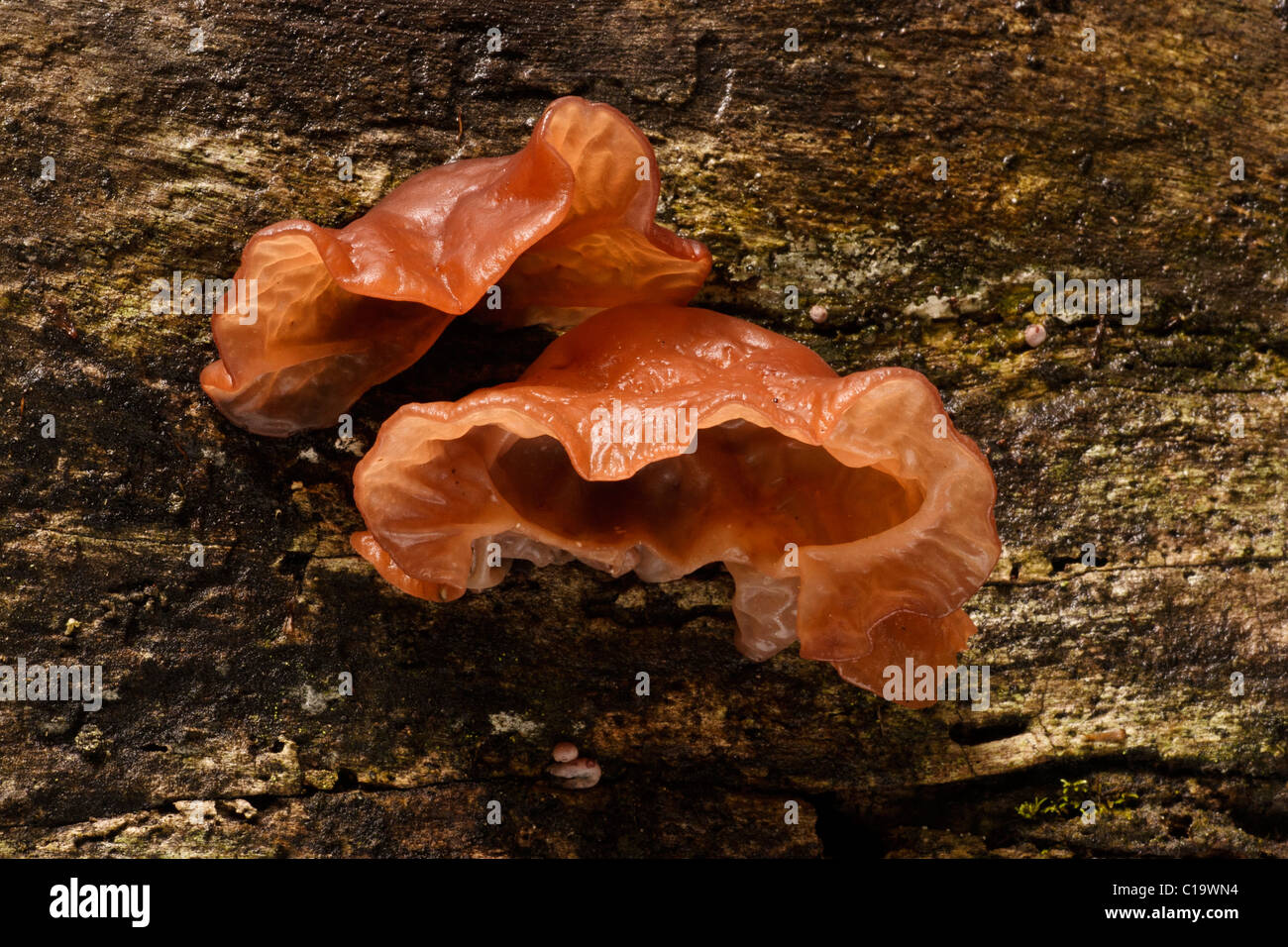 Ear Fungi (Auriculariales) in the Bunya Mountains Stock Photo - Alamy