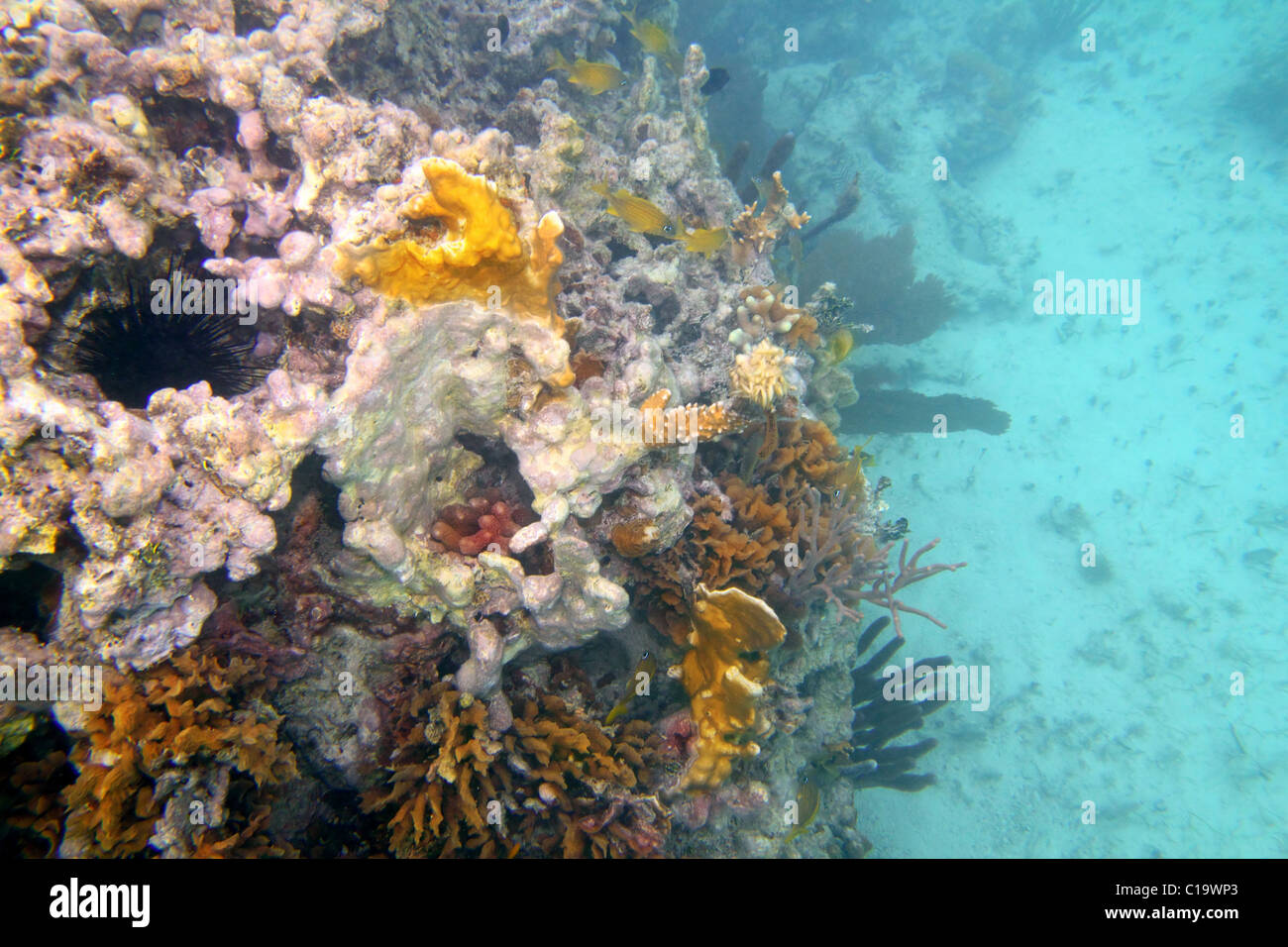Coral reef in Mayan Riviera Cancun Mexico underwater Stock Photo - Alamy