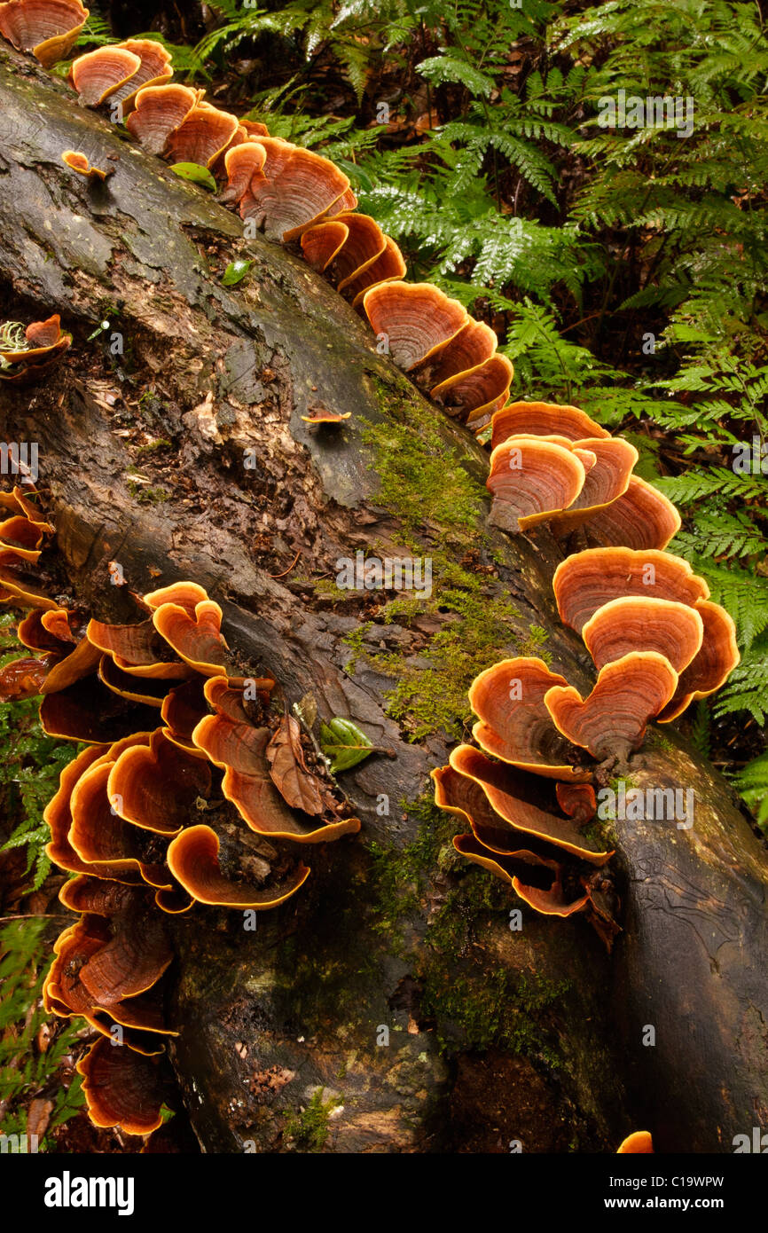 Stereum ostrea hi-res stock photography and images - Alamy