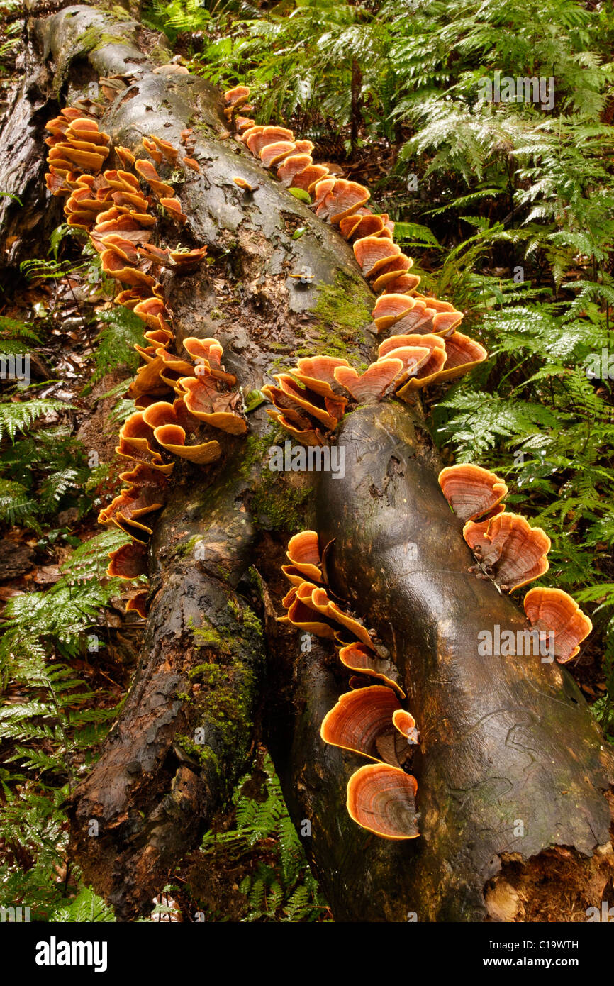 Stereum ostrea hi-res stock photography and images - Alamy