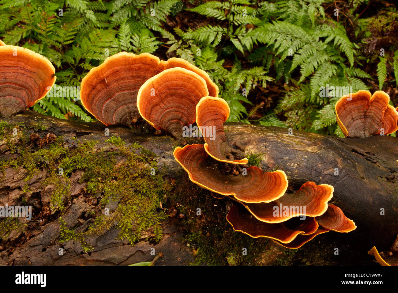 Bracket fungus stereum ostrea hi-res stock photography and images - Alamy