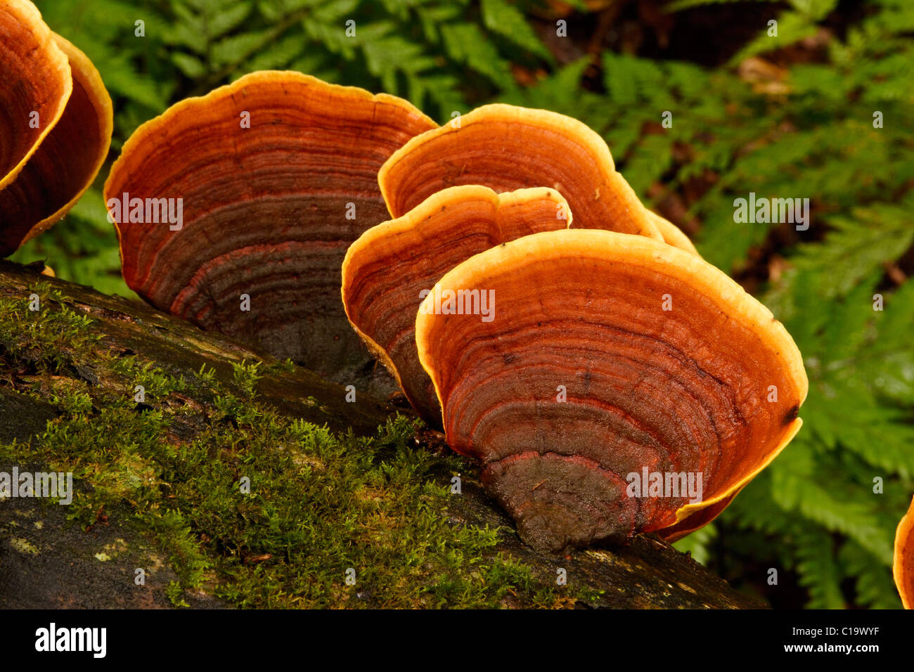 Stereum ostrea hi-res stock photography and images - Alamy