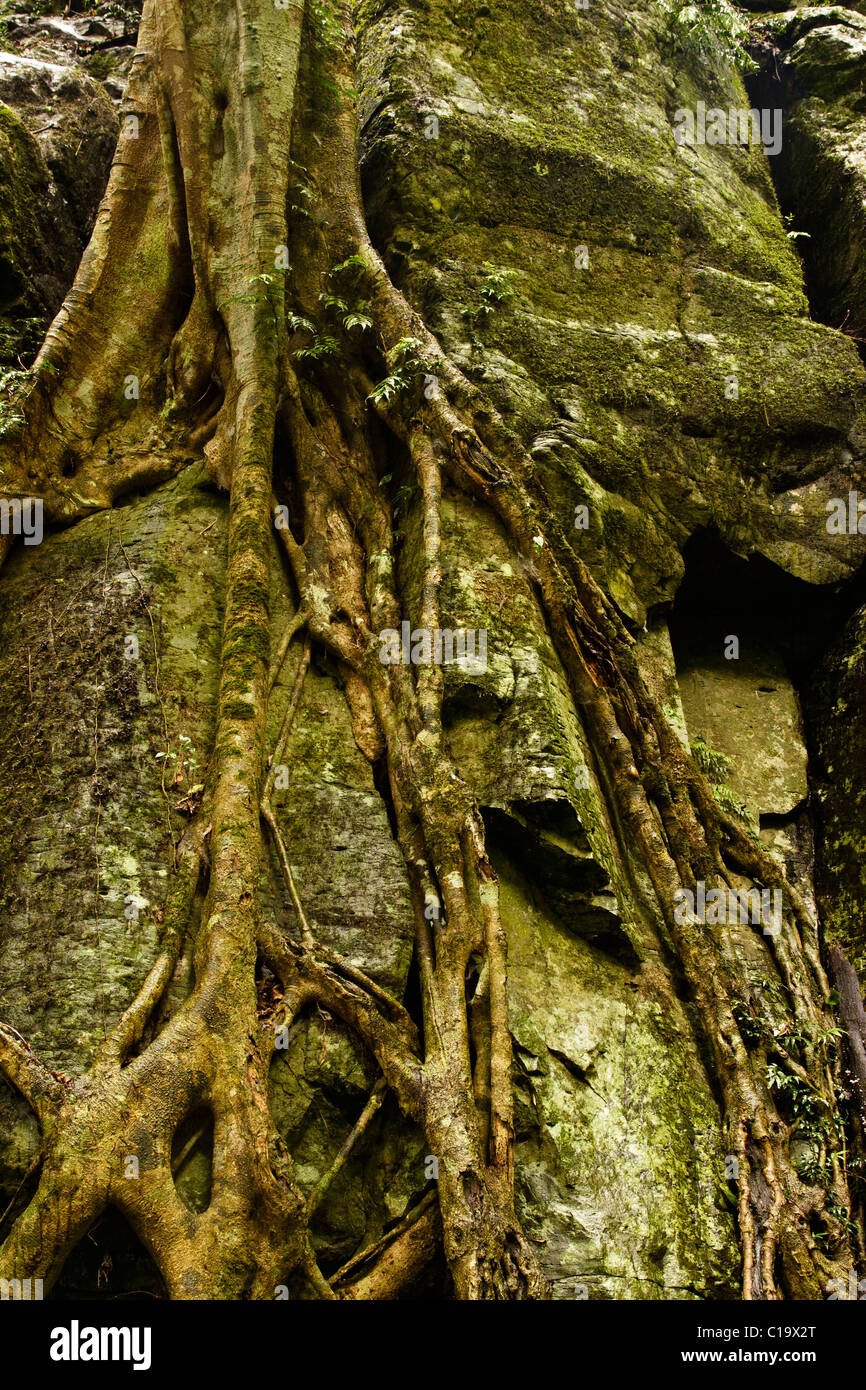 Roots rocks australia hi-res stock photography and images - Alamy