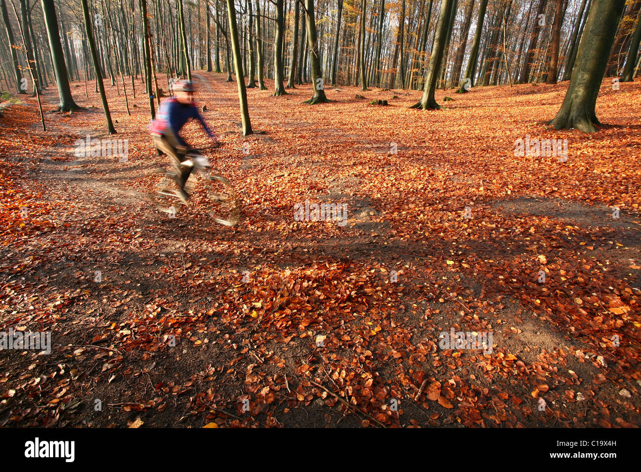 mountain bike race in a forest in denmark, Shot with low shutter speed ...