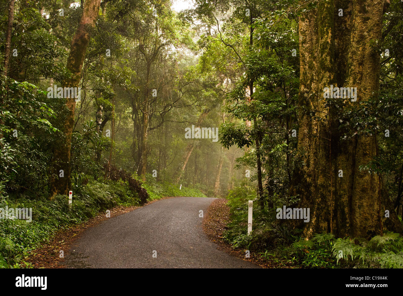 Bunya mountains hi-res stock photography and images - Alamy
