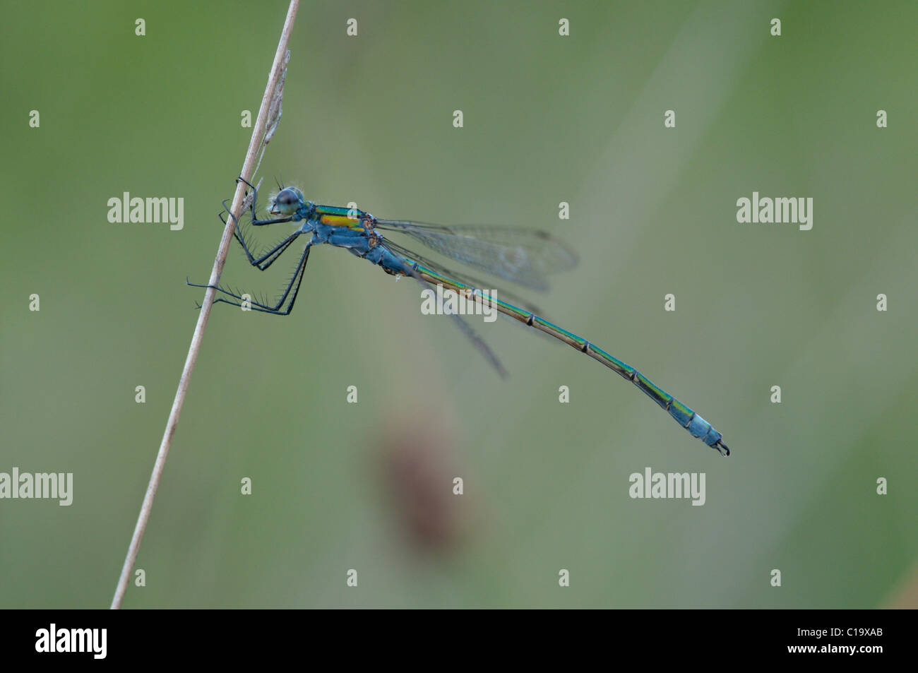 Emerald Damselfly(Lestes sponsa) Mature male. Iping Common Nature ...