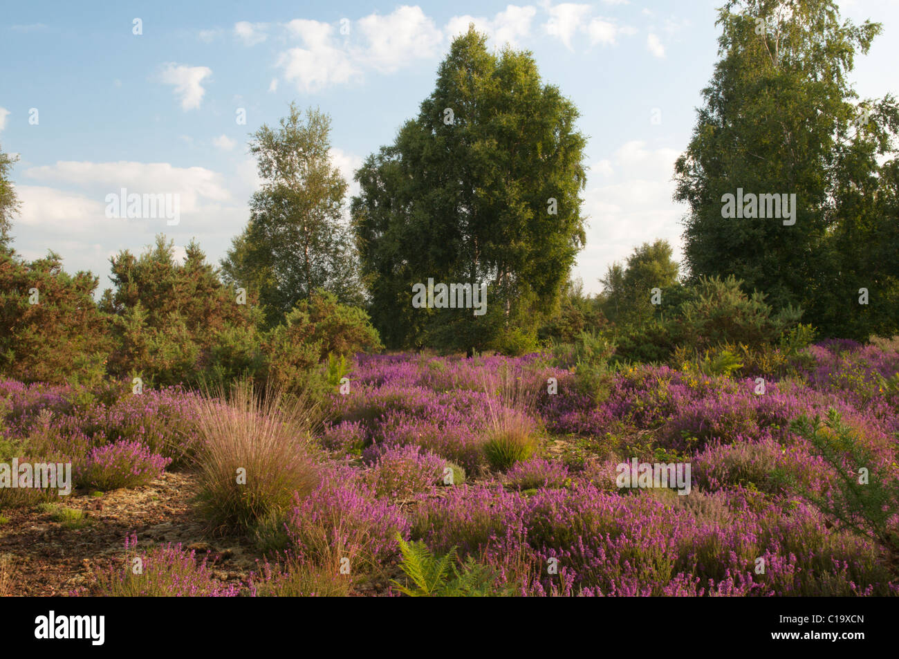 August landscape nature hi-res stock photography and images - Alamy
