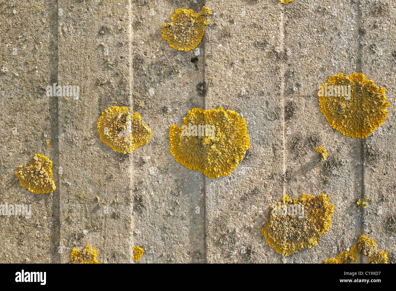 yellow lichen on concrete wall Xanthoria parietina common orange lichen ...
