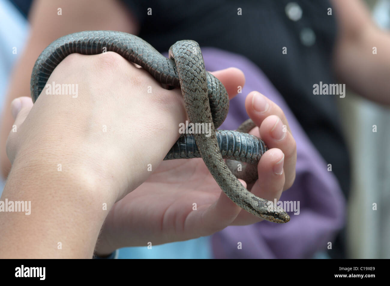 Smooth snake (Coronella austriaca) Hampshire, UK. August. Allowed to ...
