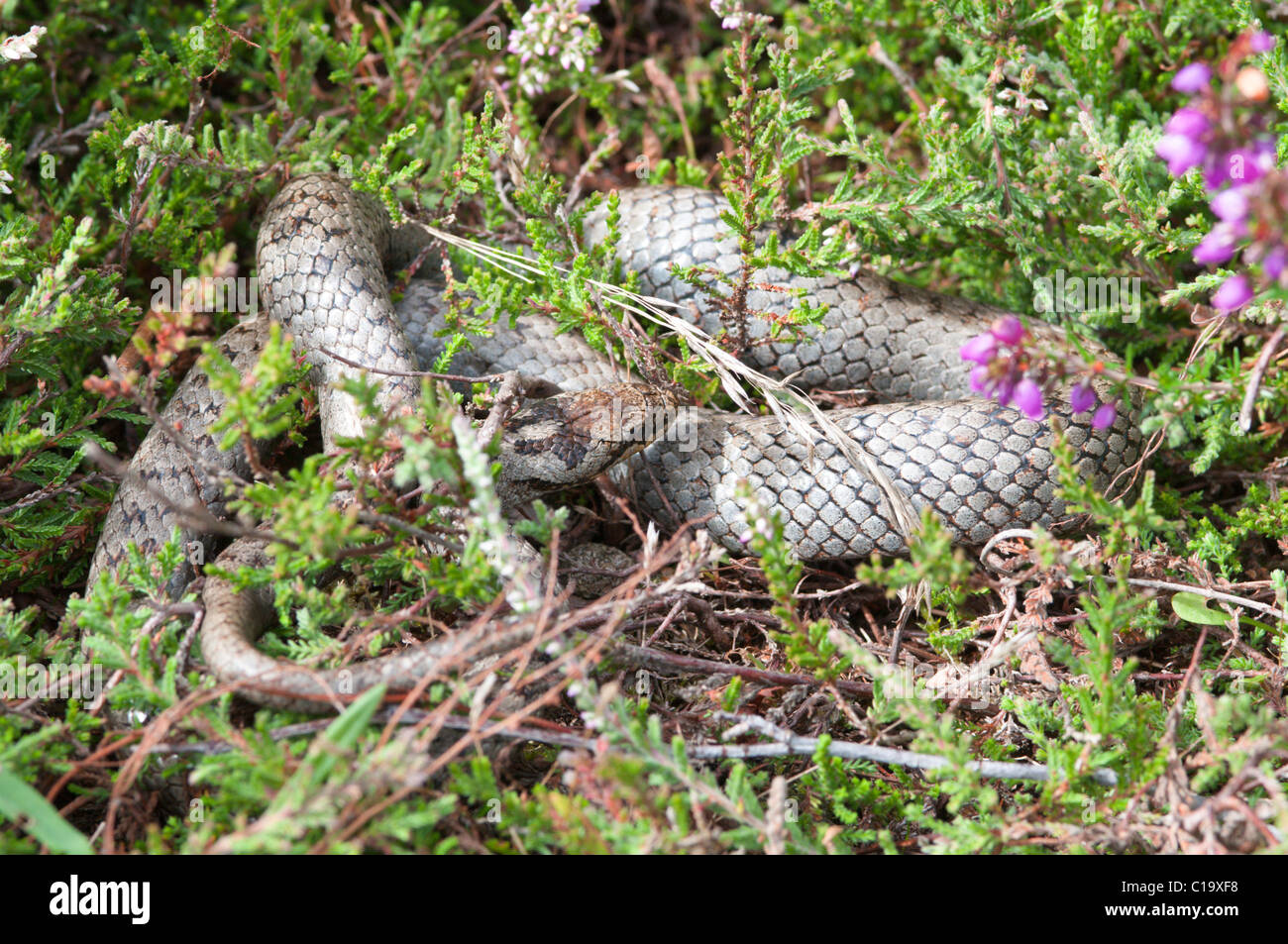 Smooth snake hi-res stock photography and images - Alamy