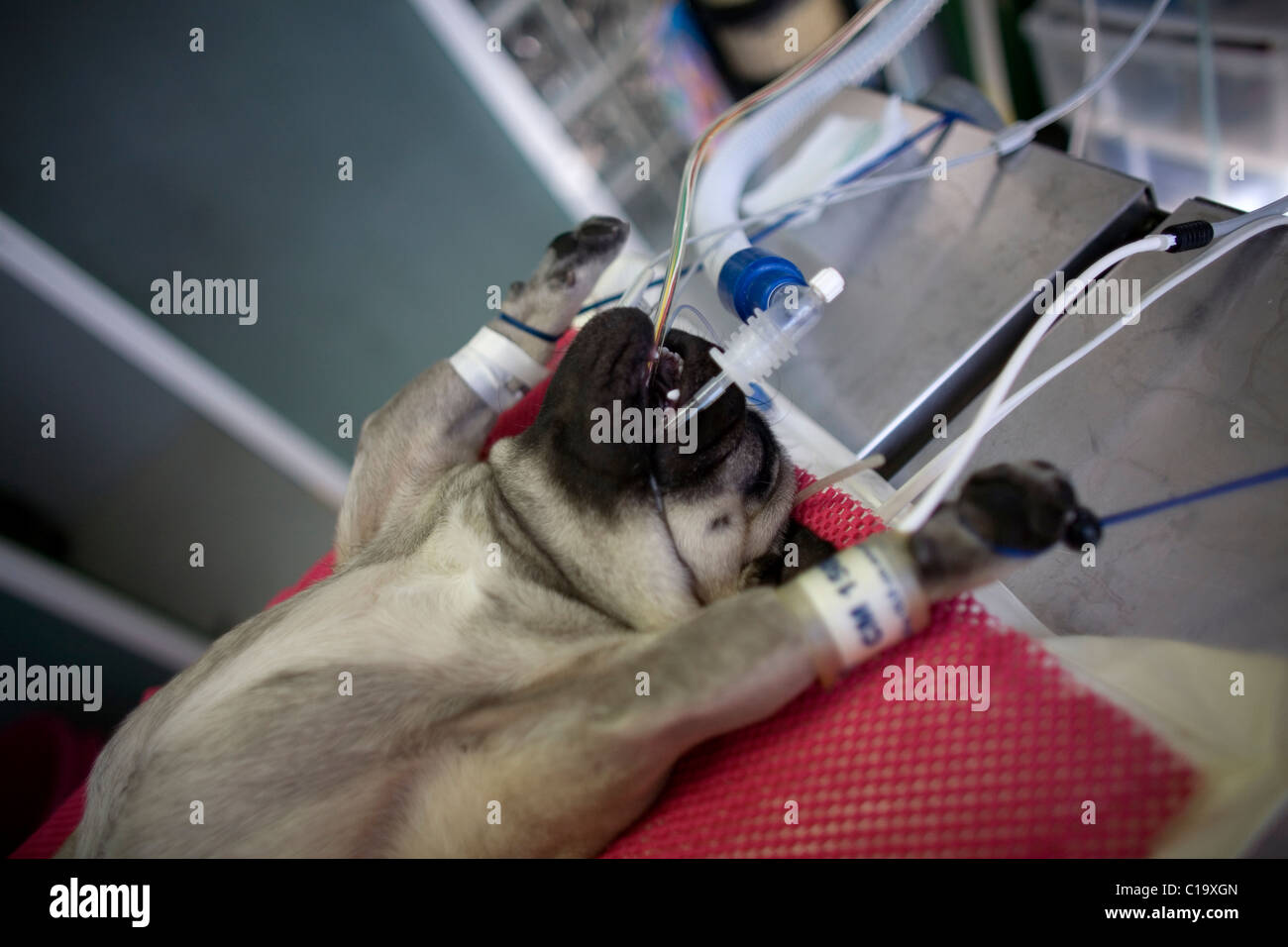 A Pug dog sedated lies before a operation at a Pet Hospital in Condesa ...
