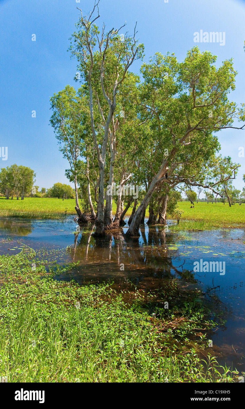 Australian wetland landscape hi-res stock photography and images - Alamy