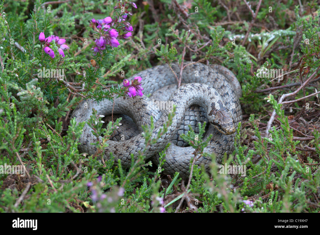 Smooth snake, Coronella austriaca, coiled up in heather, Hampshire, UK ...