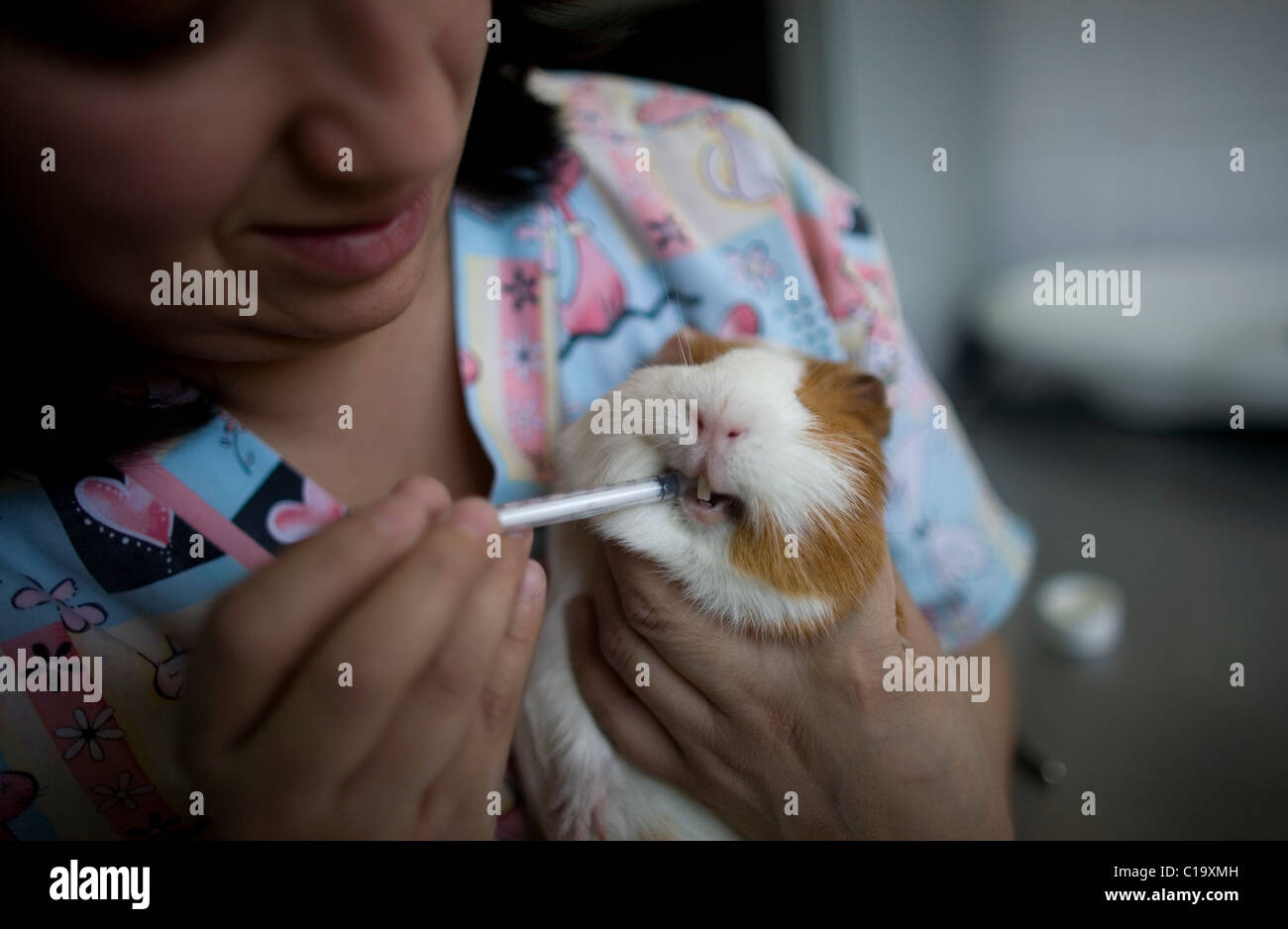 A veterinarian gives medicine to a guinea pig at a Pet Hospital in ...