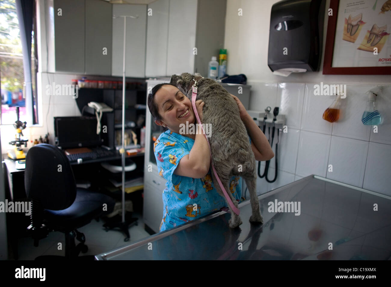 A veterinarian hugs a Schnauzer dog at a Pet Hospital in Condesa ...