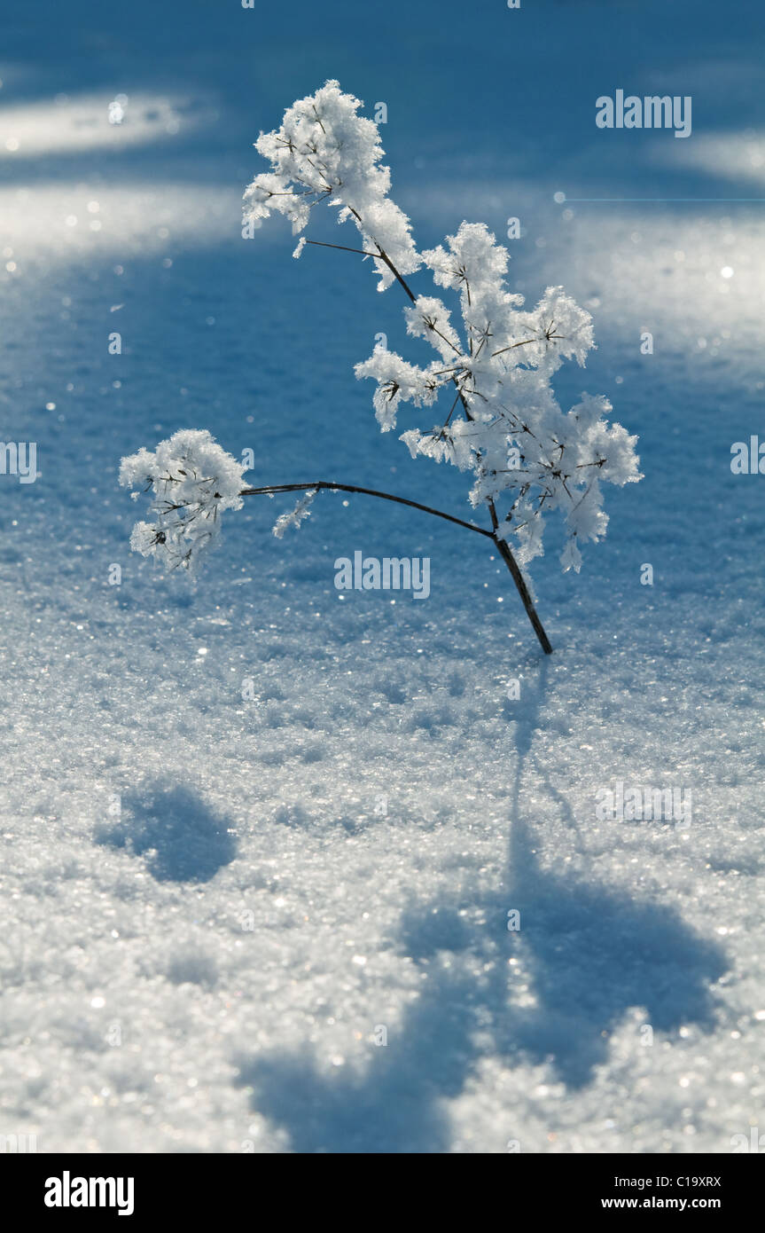 Beautiful blue sparkling snowy hi-res stock photography and images - Alamy