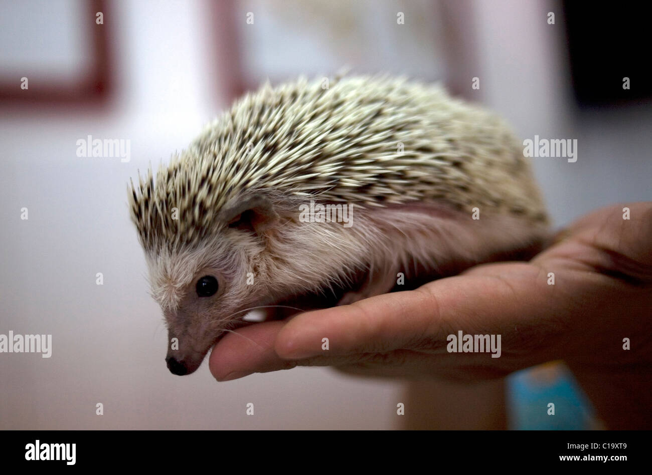 A veterinarian holds a hedgehog at a Pet Hospital in Condesa, Mexico ...