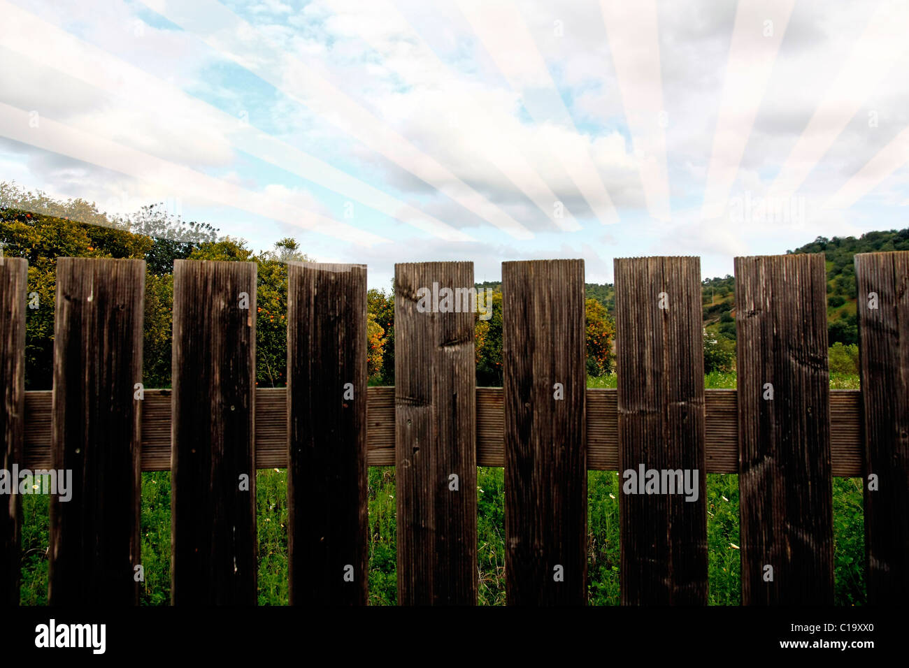 View of a wooden fence separating a orange tree plantation Stock Photo ...