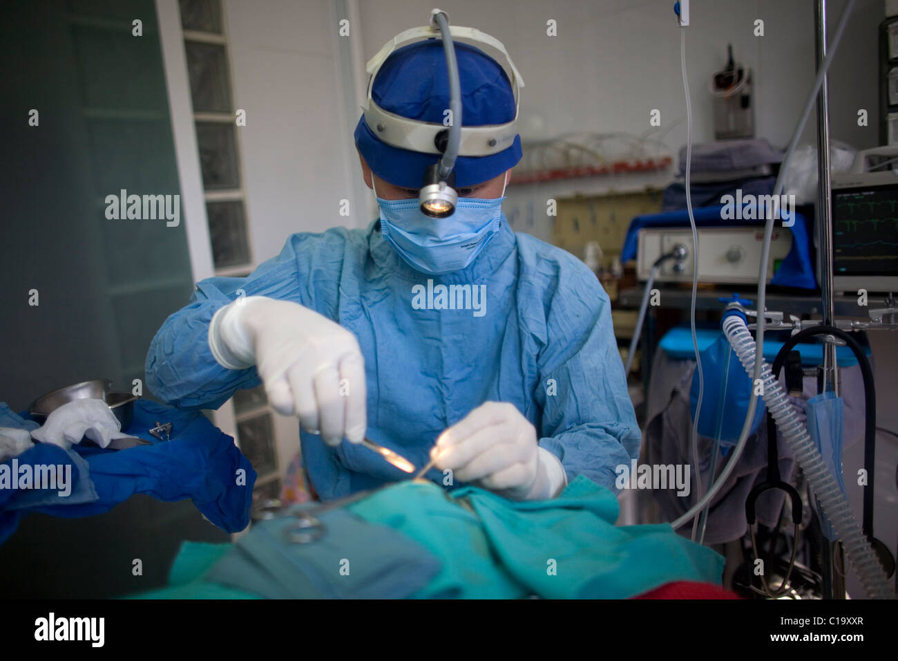 A veterinarian surgeon operates a dog at the operating room of a Pet ...
