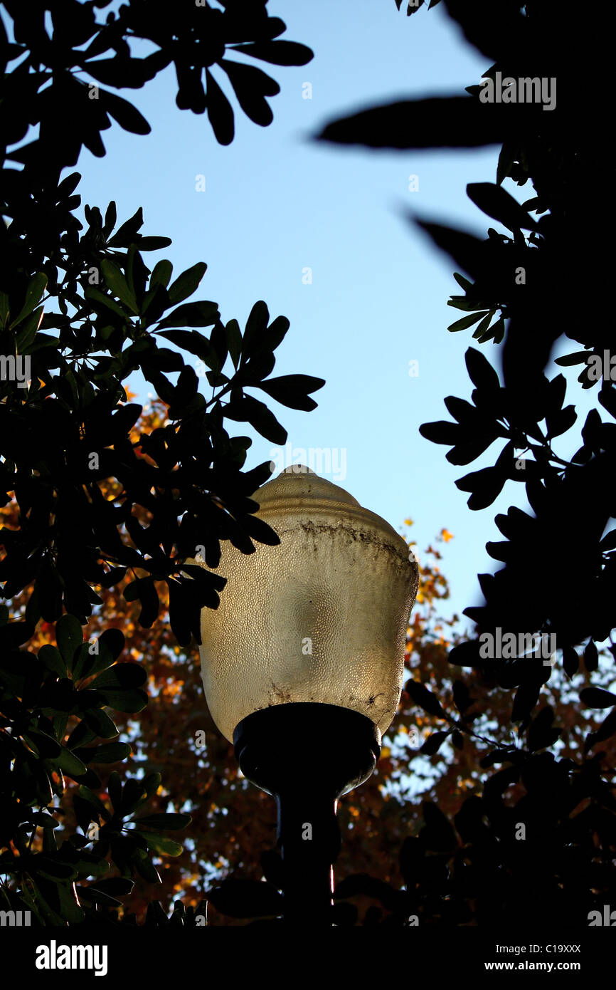 Streetlamp surrounded by tree leafs on a garden Stock Photo - Alamy
