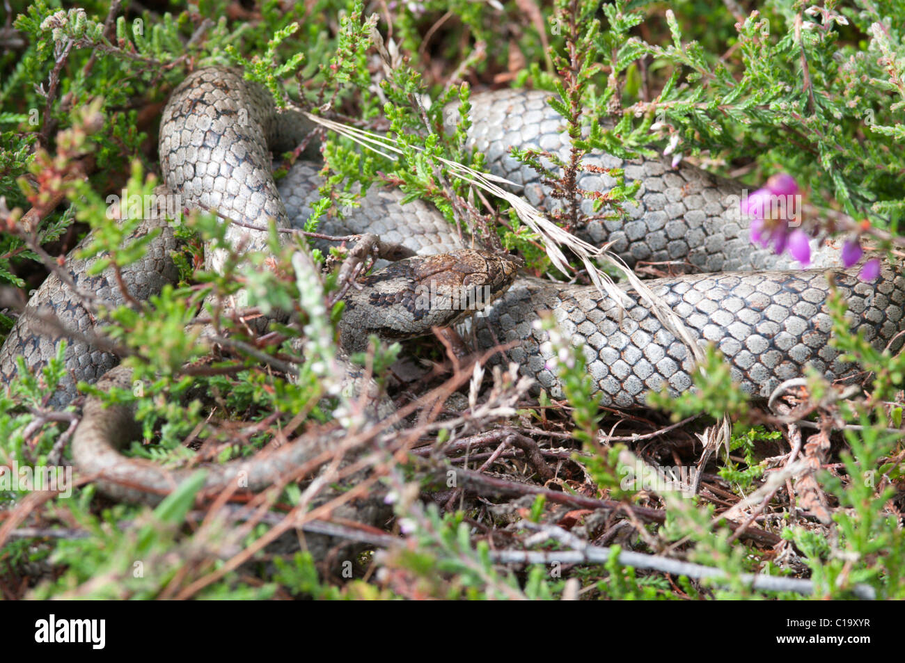 Smooth snake (Coronella austriaca) coiled in heather, Hampshire, UK ...