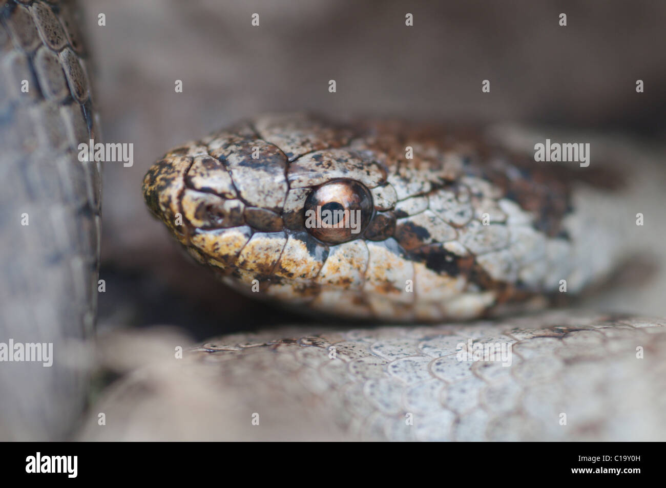 Smooth snake (Coronella austriaca) close-up of head, Hampshire, UK ...