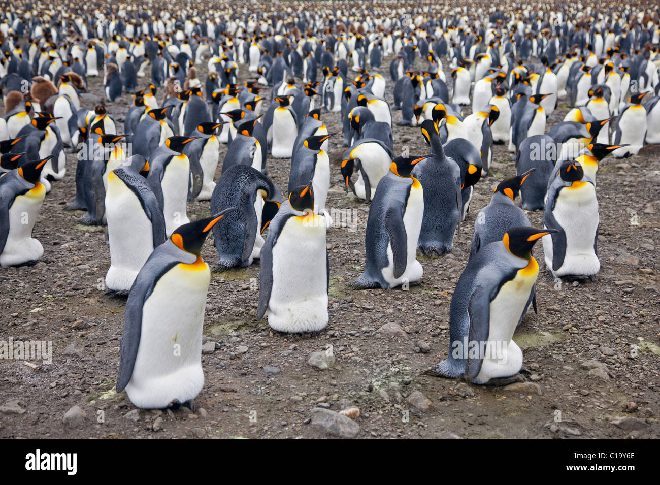 King Penguins (aptenodytes patagonicus) incubating eggs, Salisbury ...