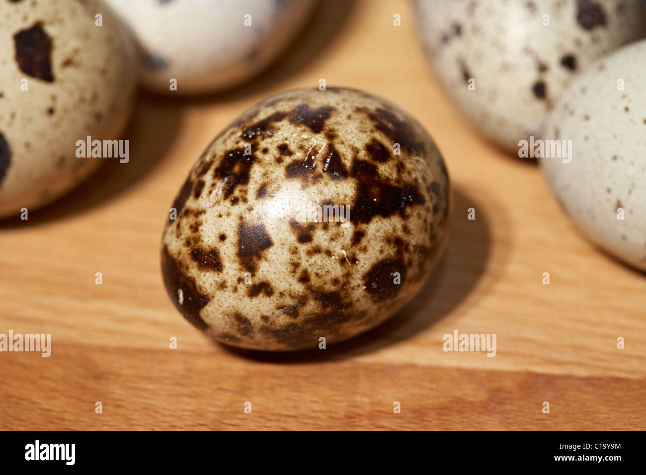 The quails hi-res stock photography and images - Alamy