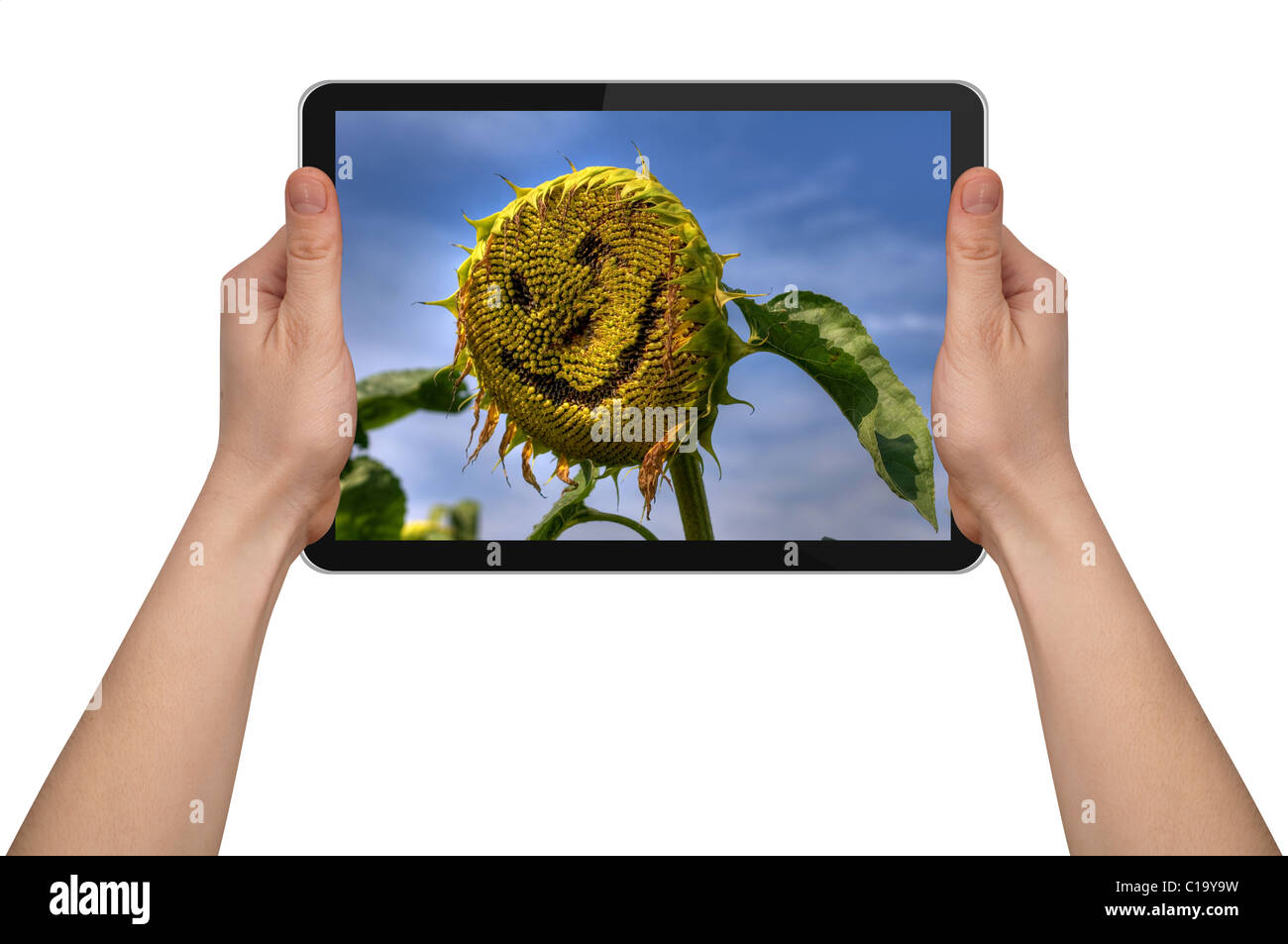 male hand holding a touchpad pc showing a photo, isolated on white ...