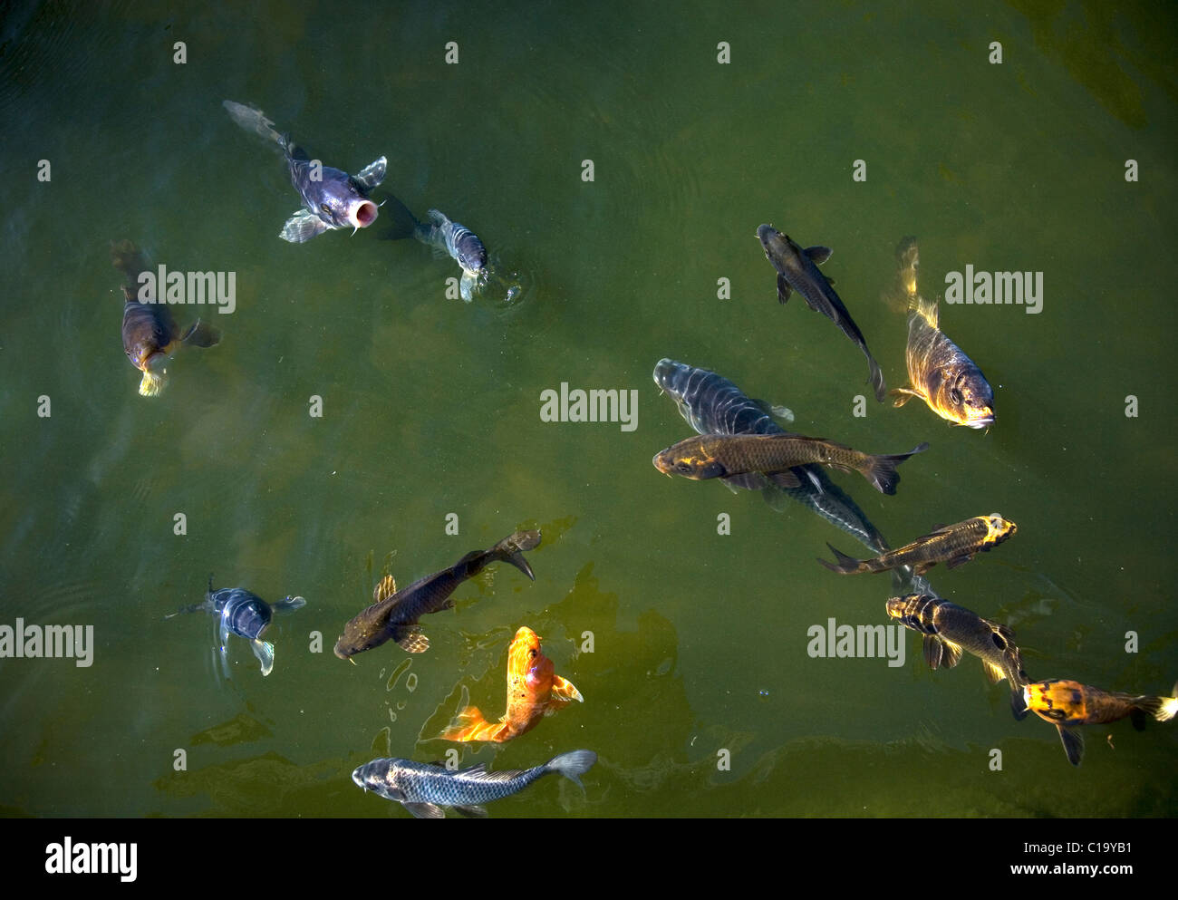 Koi fish in dark green hi-res stock photography and images - Alamy