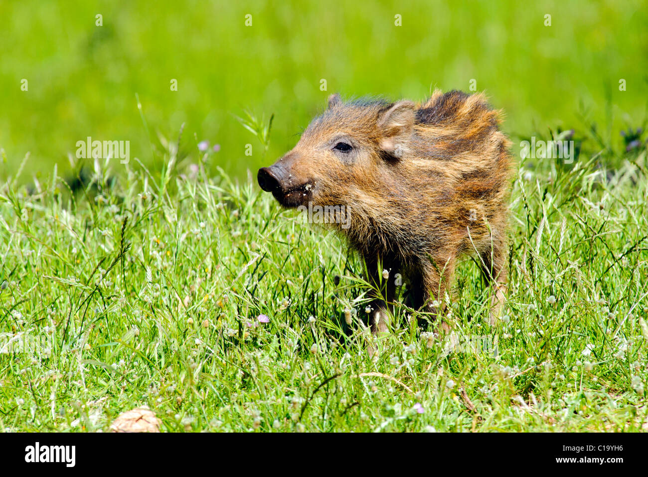 Baby wild boar hi-res stock photography and images - Alamy